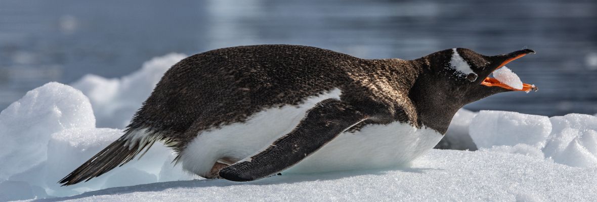 Gentoo Penguin Habitat Facts